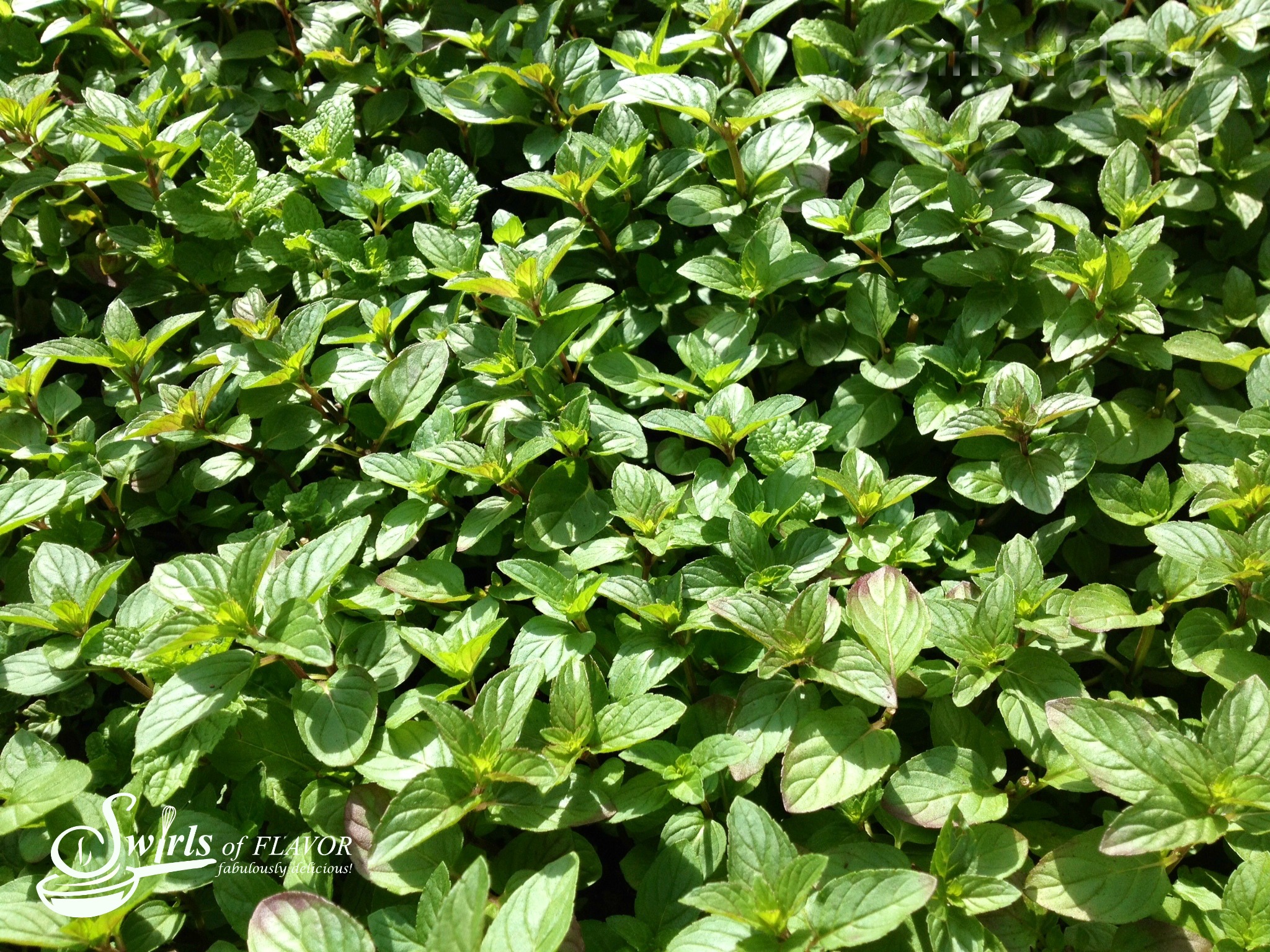 Pineapple Mojito - Swirls of Flavor
