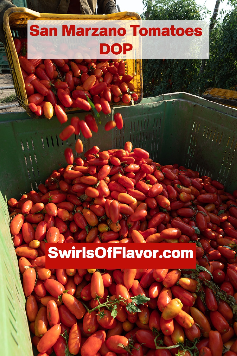 What are San Marzano tomatoes DOP - Swirls of Flavor
